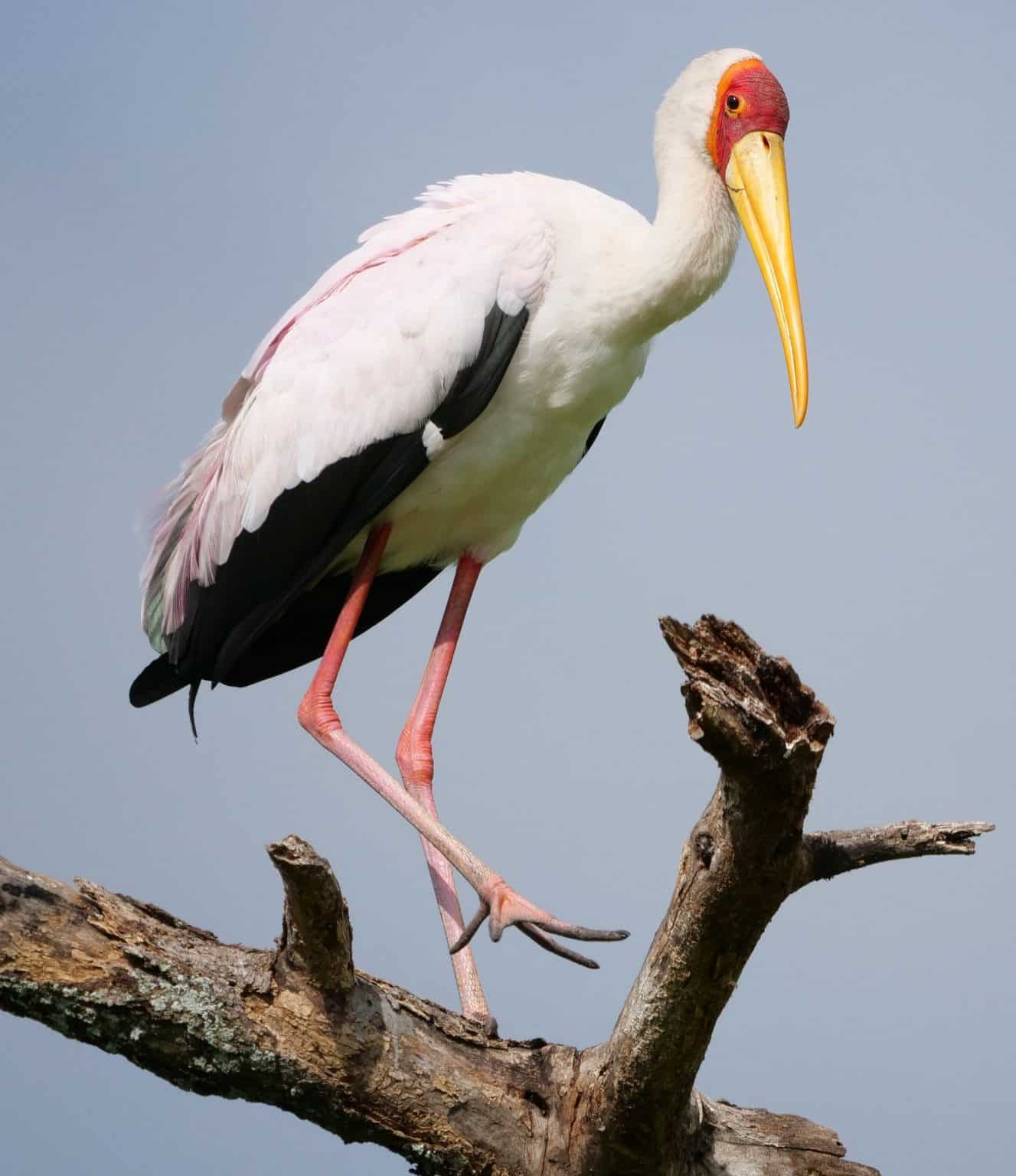 Why you should see the Yellow-billed Stork on a birding tour