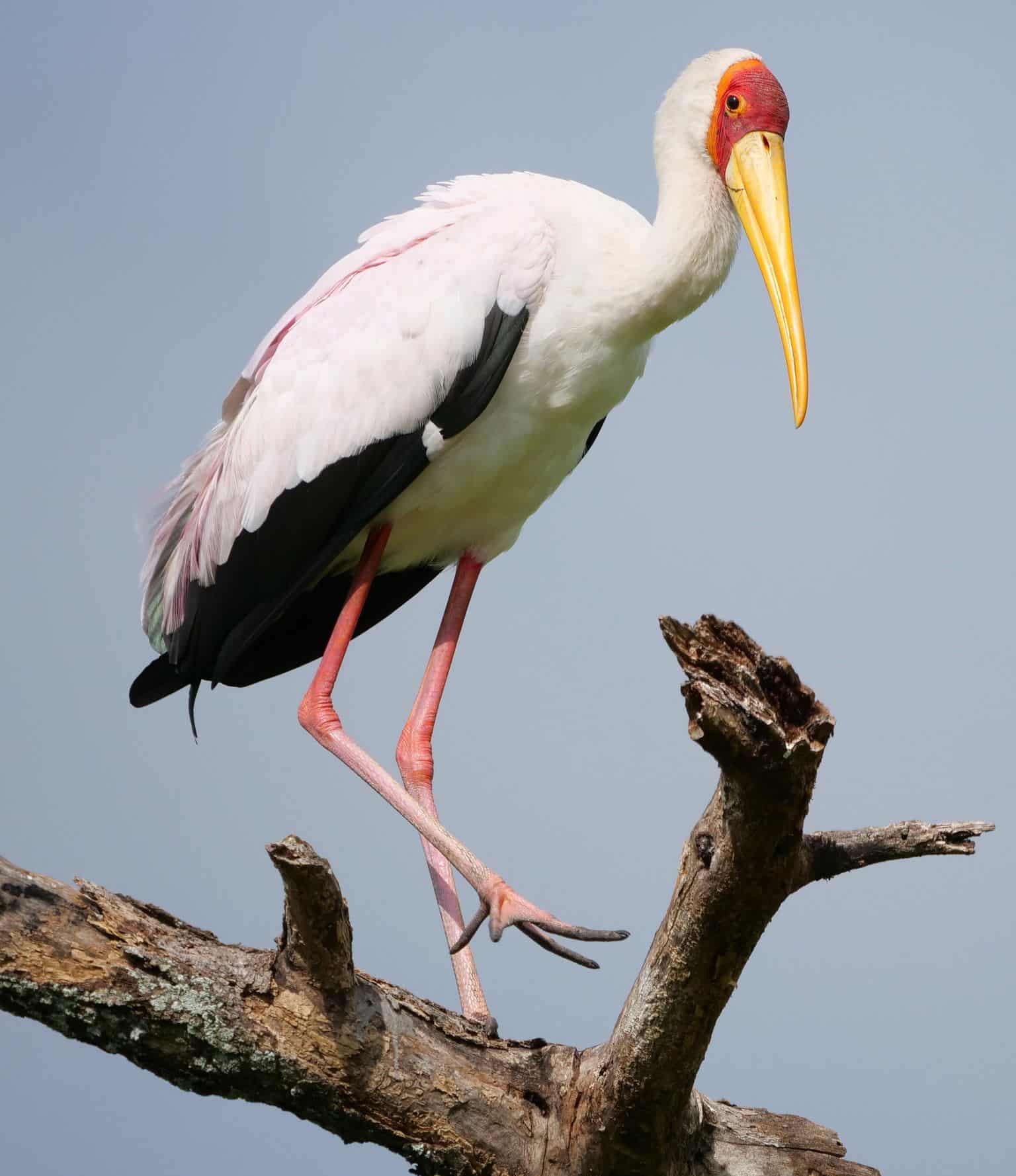 Why you should see the Yellow-billed Stork on a birding tour