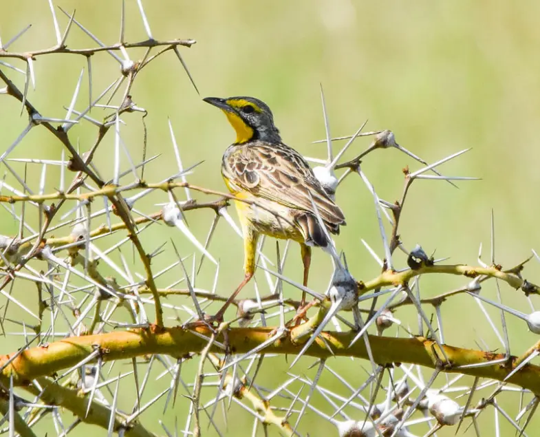 Birding & Wildlife in the Serengeti, Ngorongoro Crater and Beyond